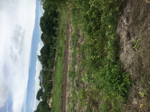 Beach plot Mapinga | Kupatana