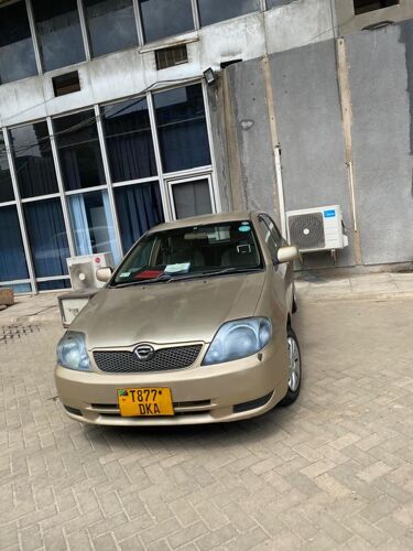 Runx allex | Kupatana