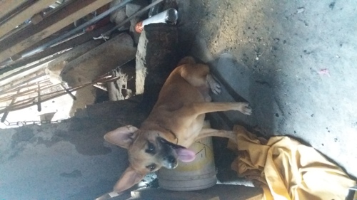 Dog | Kupatana
