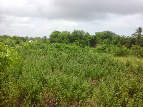 6,000 SQUARE METERS COMMERCIAL PROPERTY ... | Kupatana