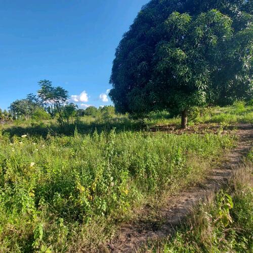 Plot for sale at mapinga Bagamoyo Road | Kupatana