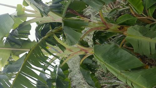 Shamba la Kulima Nanasi 30 | Kupatana