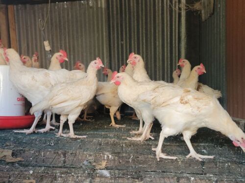 Jogoo wakubwa wazuri | Kupatana