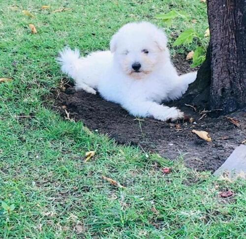 Pet dogs for sale | Kupatana