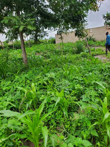 Kiwanja kinauzwa kisongo 20x20 | Kupatana