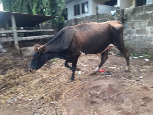 ngombe wa maziwa | Kupatana